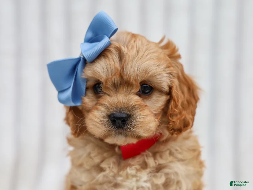 Rex Cavapoo Pup Cavapoo for sale in Liberty | Lancaster Puppies