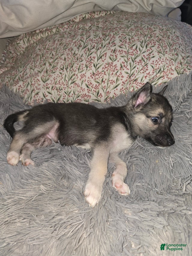 Peanut for sale in Quincy | Lancaster Puppies