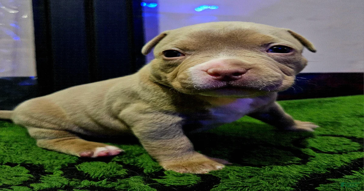 American Bully Puppies for sale | Lancaster Puppies
