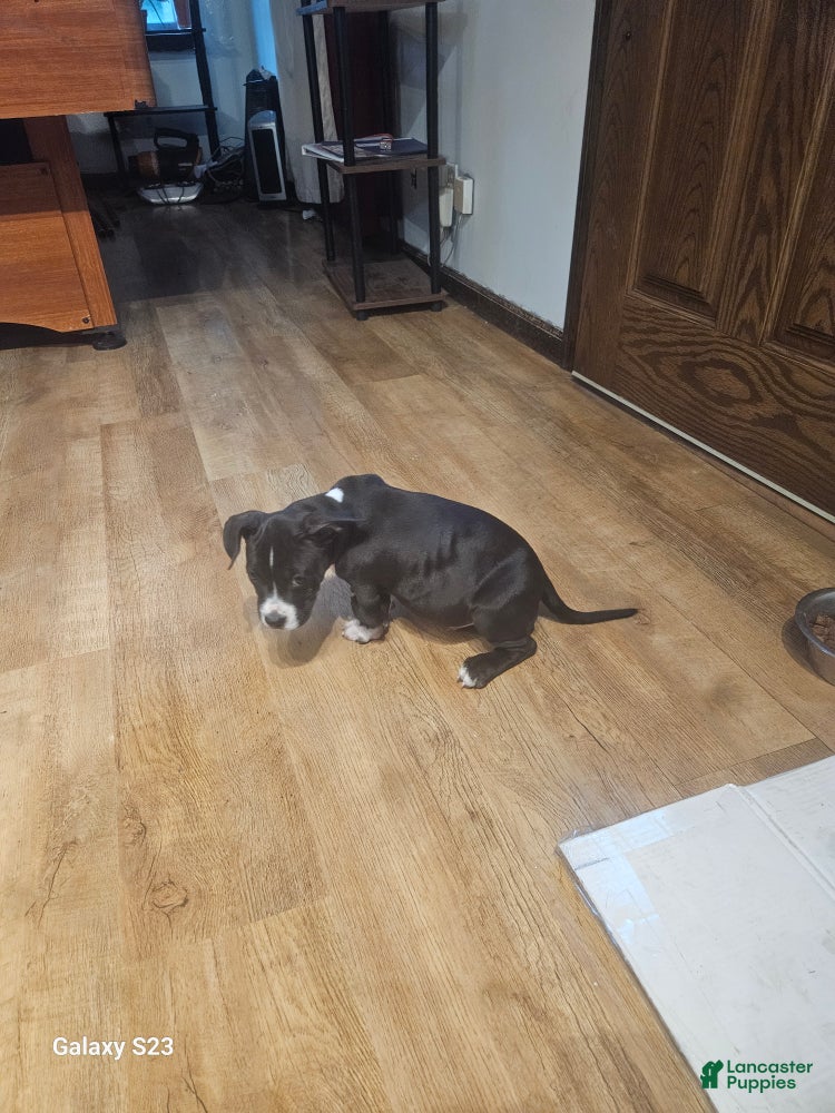 Lil Darryl for sale in Cincinnati | Lancaster Puppies