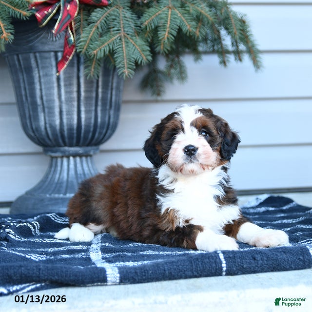 Maria for sale in Honey Brook | Lancaster Puppies