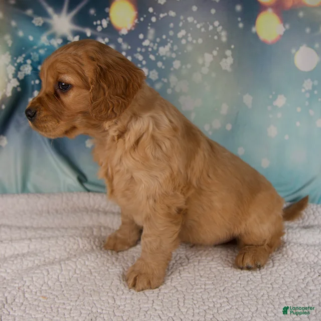 Jack for sale in Dundee | Lancaster Puppies