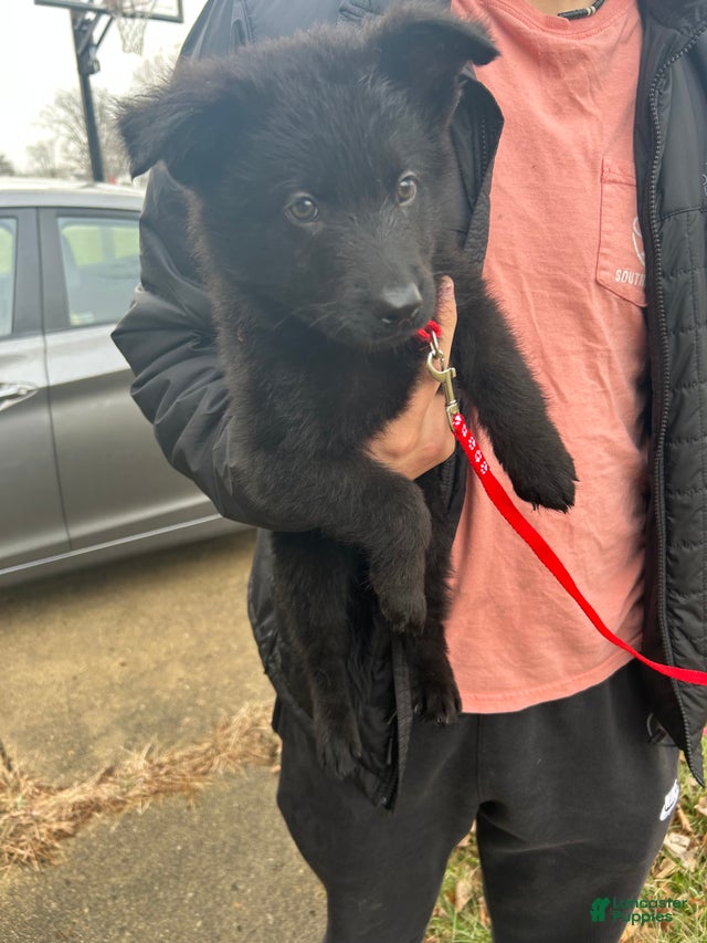 German Shepherd Red for sale in Botkins | Lancaster Puppies