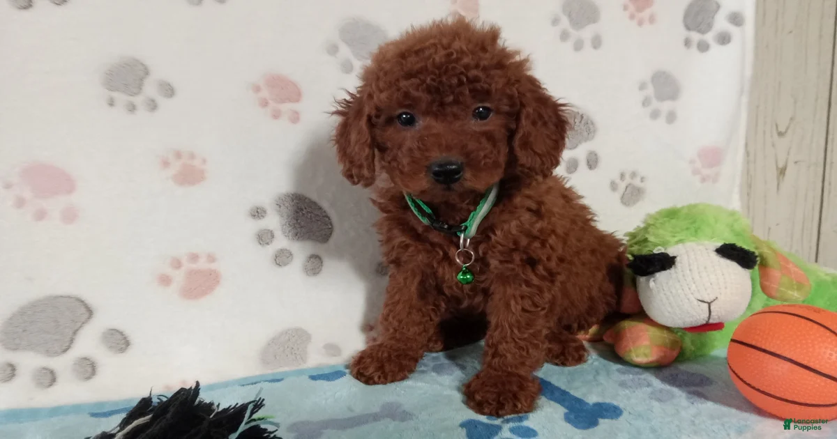 Alex Toy Poodle for sale in Millersburg | Lancaster Puppies