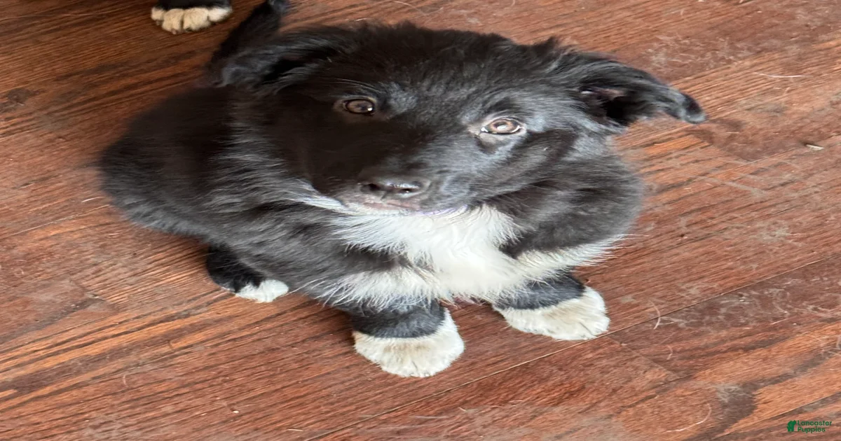 Fluffy Mixed Breed for sale in Oswego | Lancaster Puppies