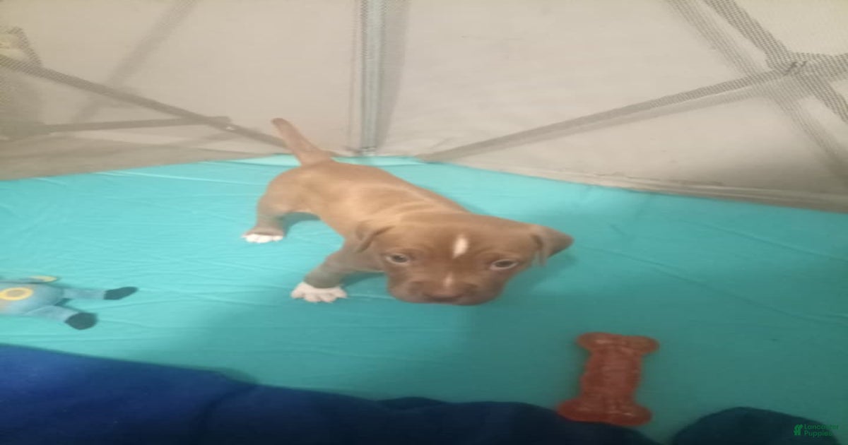 Mixed Breed Puppy 2 for sale in Burnham | Lancaster Puppies