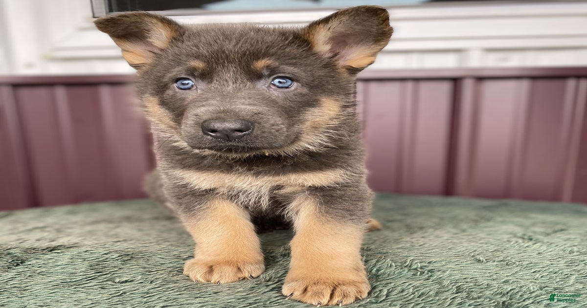 German Shepherd Puppy 1 Duke for sale in Dayton | Lancaster Puppies
