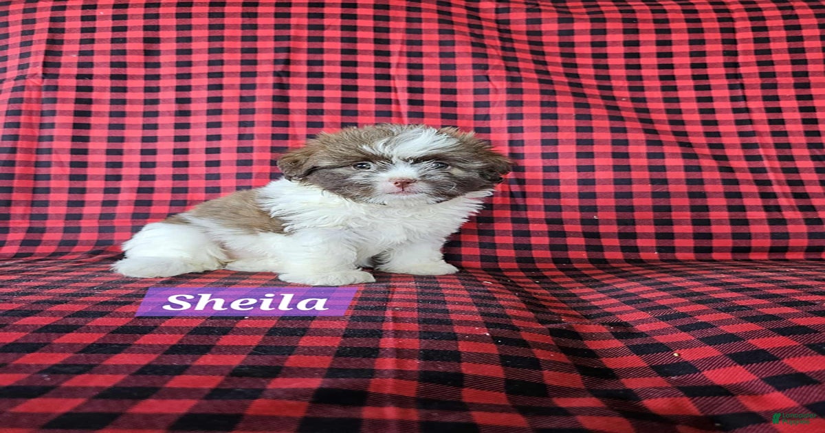 Sheila for sale in Fort Plain | Lancaster Puppies