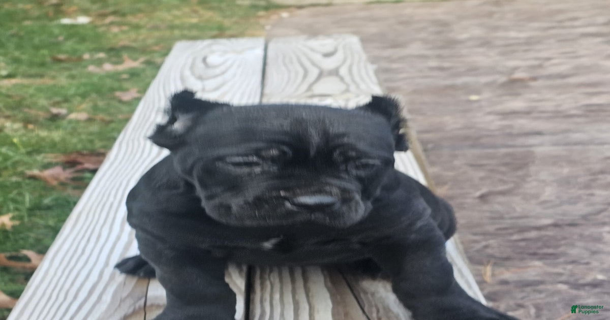 GRACE for sale in Bridgeton | Lancaster Puppies