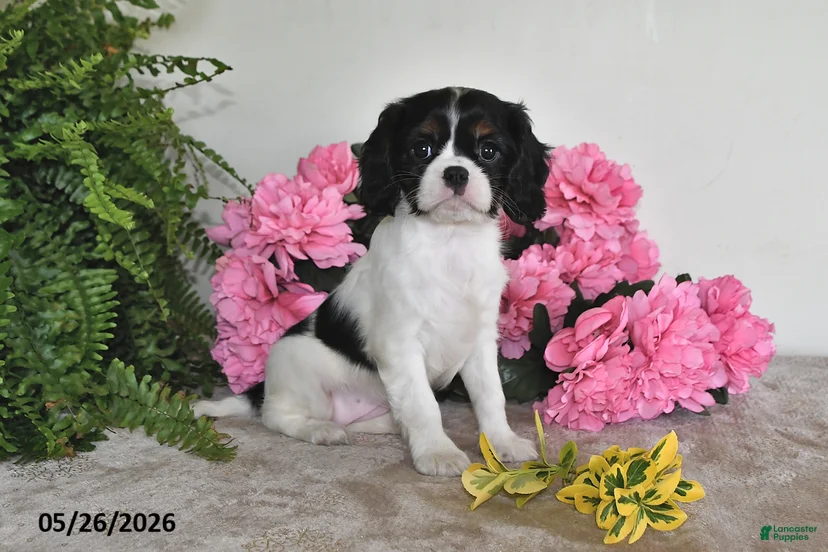 Samantha Cavalier King Charles Spaniel for sale in Plymouth | Lancaster ...