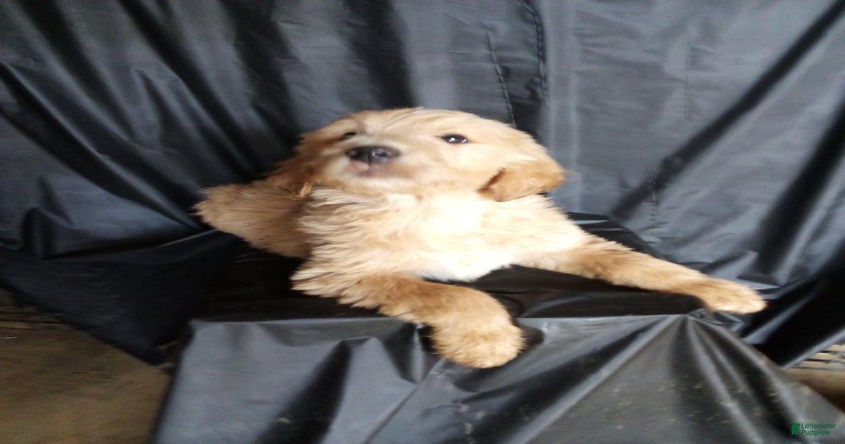 Mixed Breed Puppy 3 for sale in Bird in Hand | Lancaster Puppies