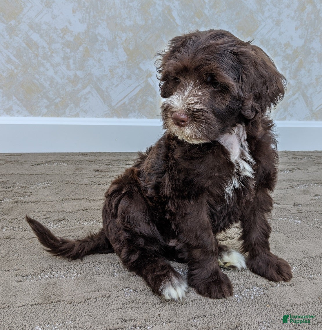 Portuguese Water Dog Puppies for sale | Lancaster Puppies