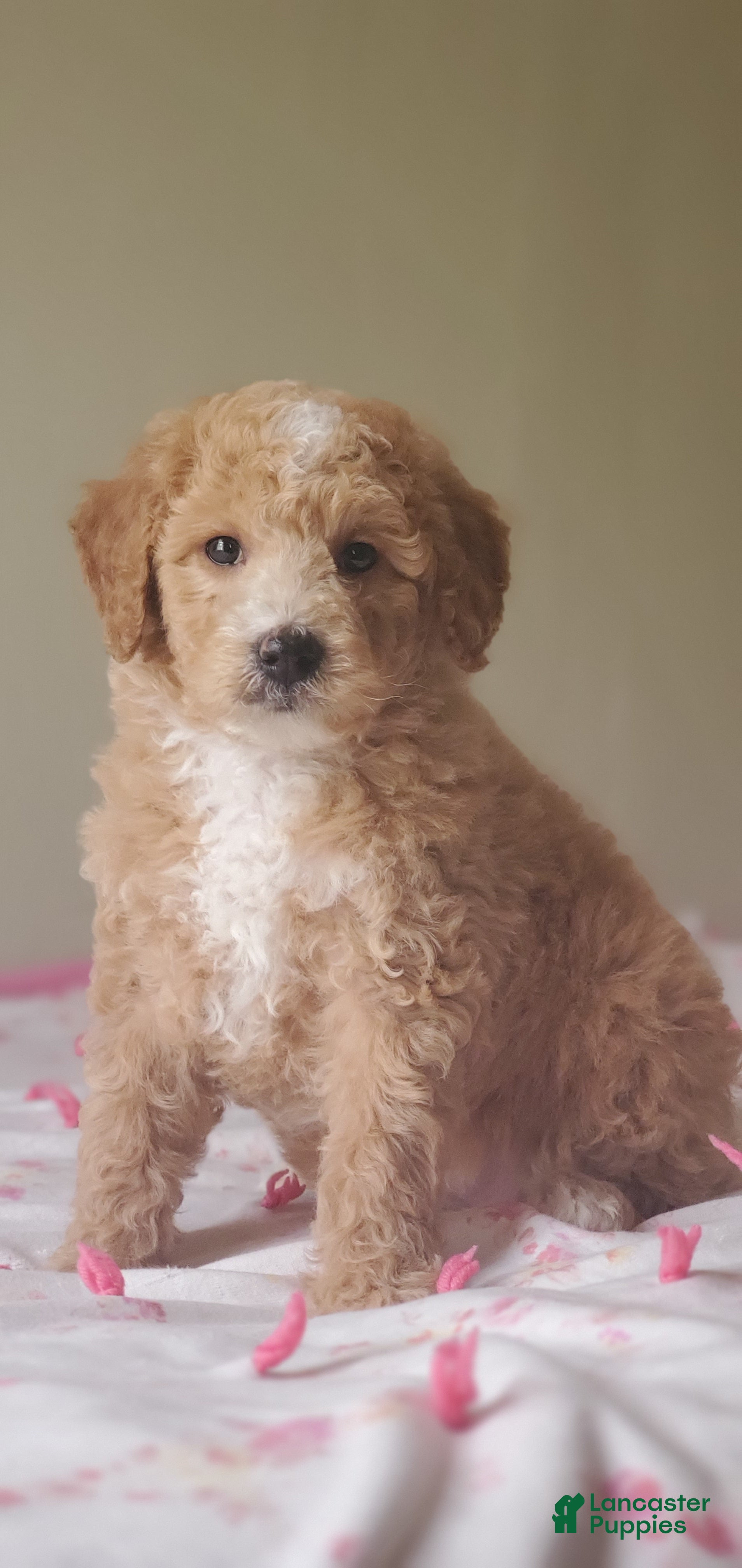 Biscuit Mini Goldendoodle for sale in Wister | Lancaster Puppies