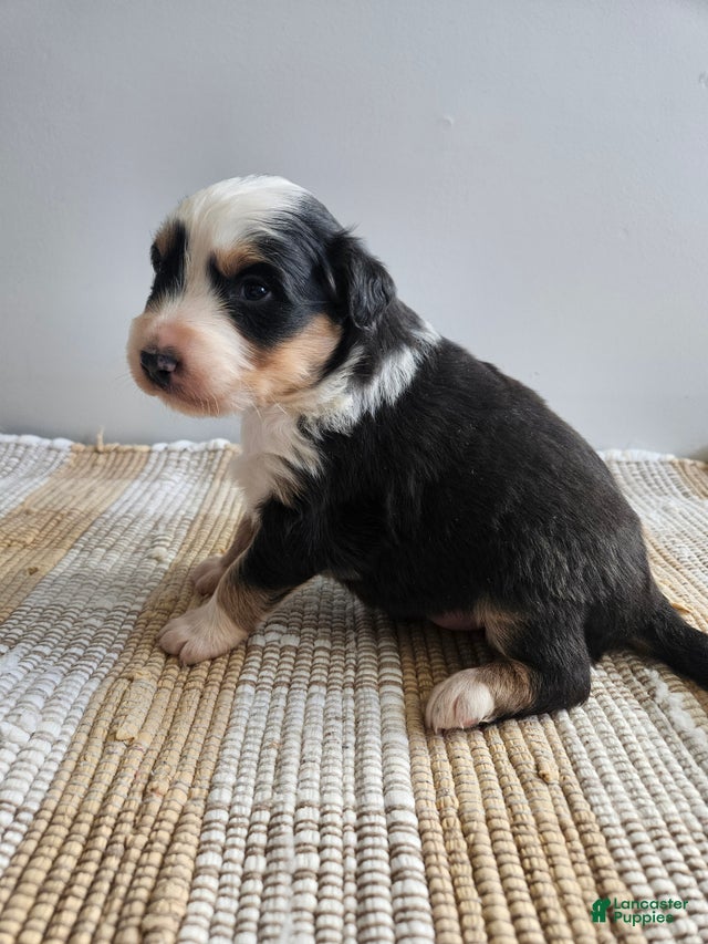 Cruz for sale in Crab Orchard | Lancaster Puppies