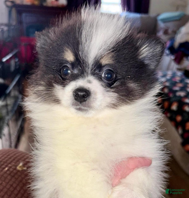 Timothy for sale in Corpus Christi | Lancaster Puppies