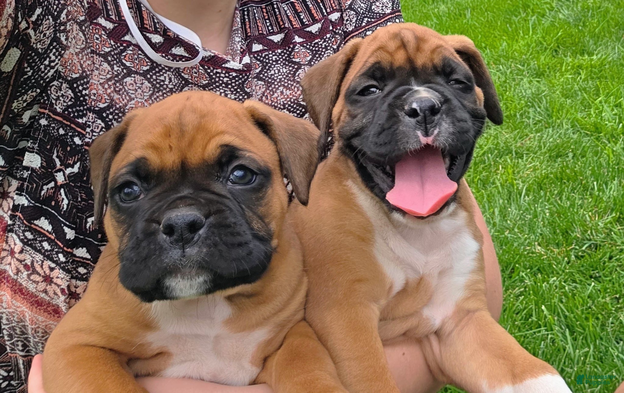 Tanyon Boxer for sale in Reinholds | Lancaster Puppies