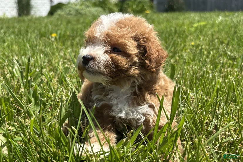 Keith Mini Goldendoodle for sale in Hoagland | Lancaster Puppies