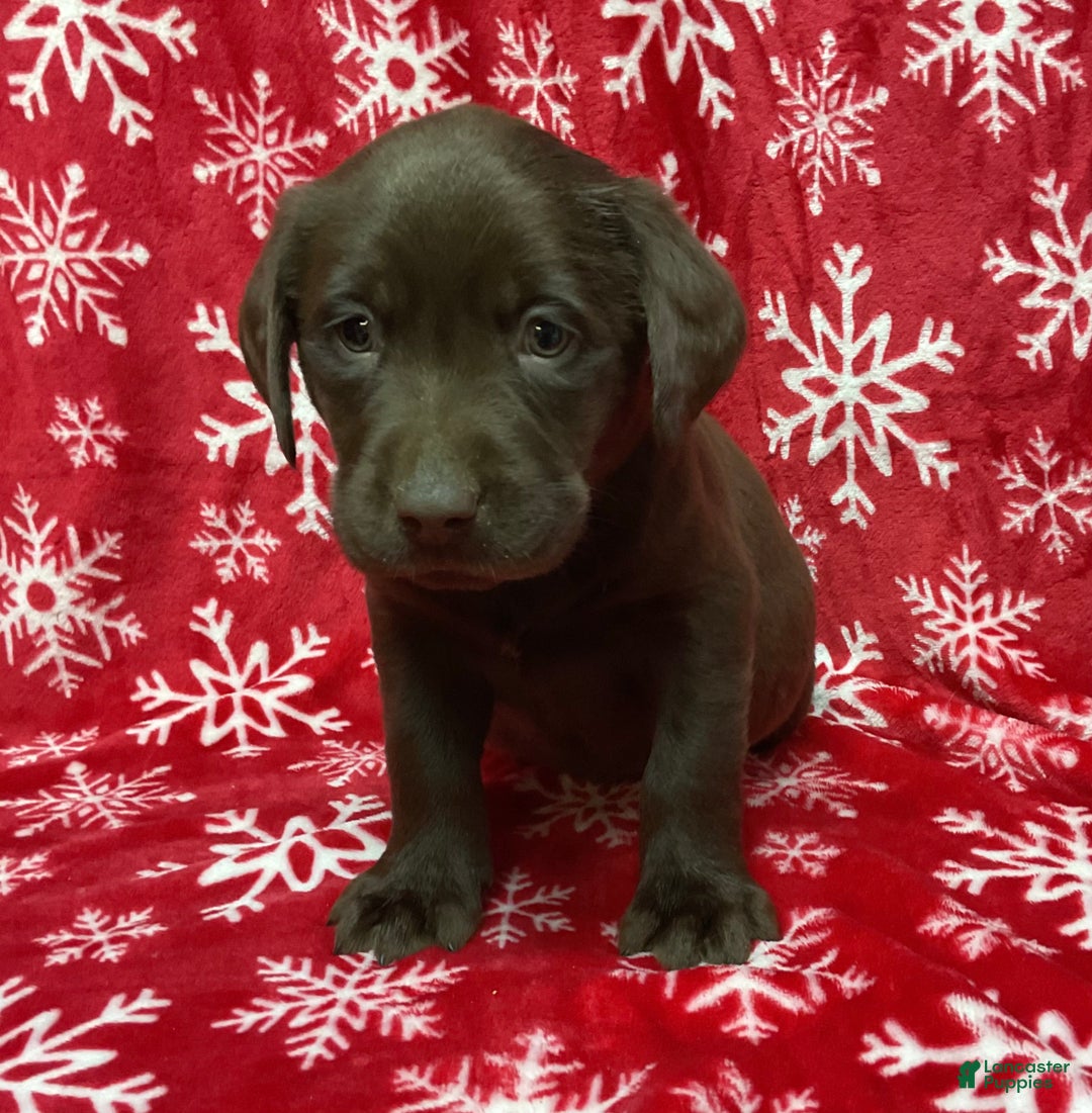 LOYAL for sale in Groveport | Lancaster Puppies