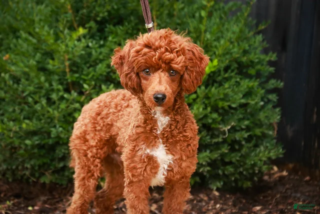Toast Miniature Poodle for sale in Topeka | Lancaster Puppies
