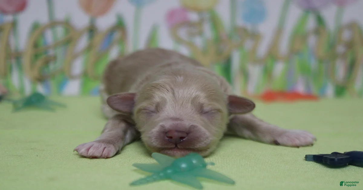 State Havapoo Puppies for sale | Lancaster Puppies