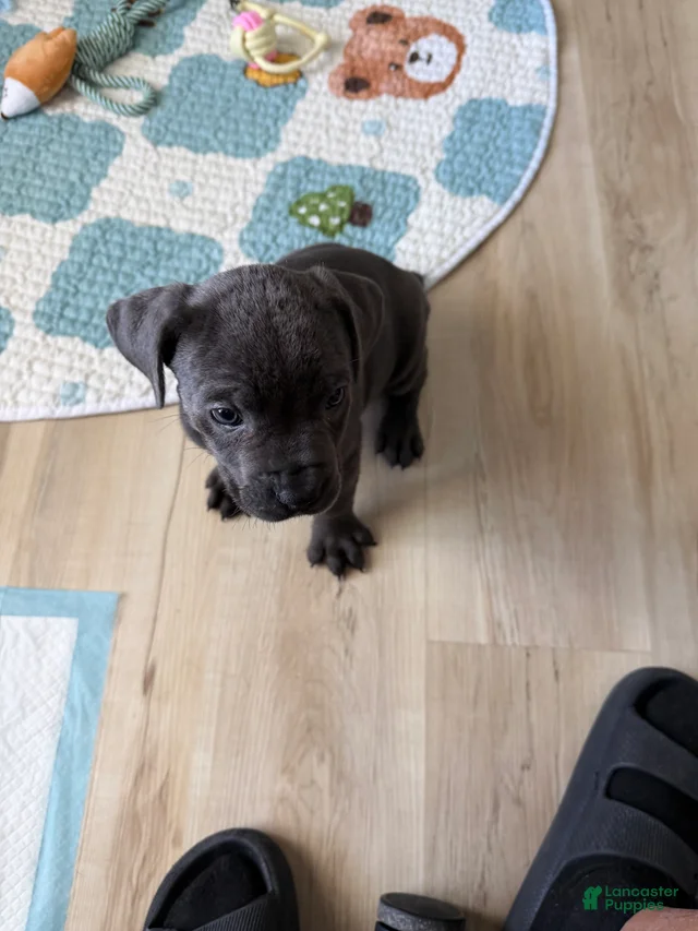 Ashra Cane Corso for sale in Ocala | Lancaster Puppies