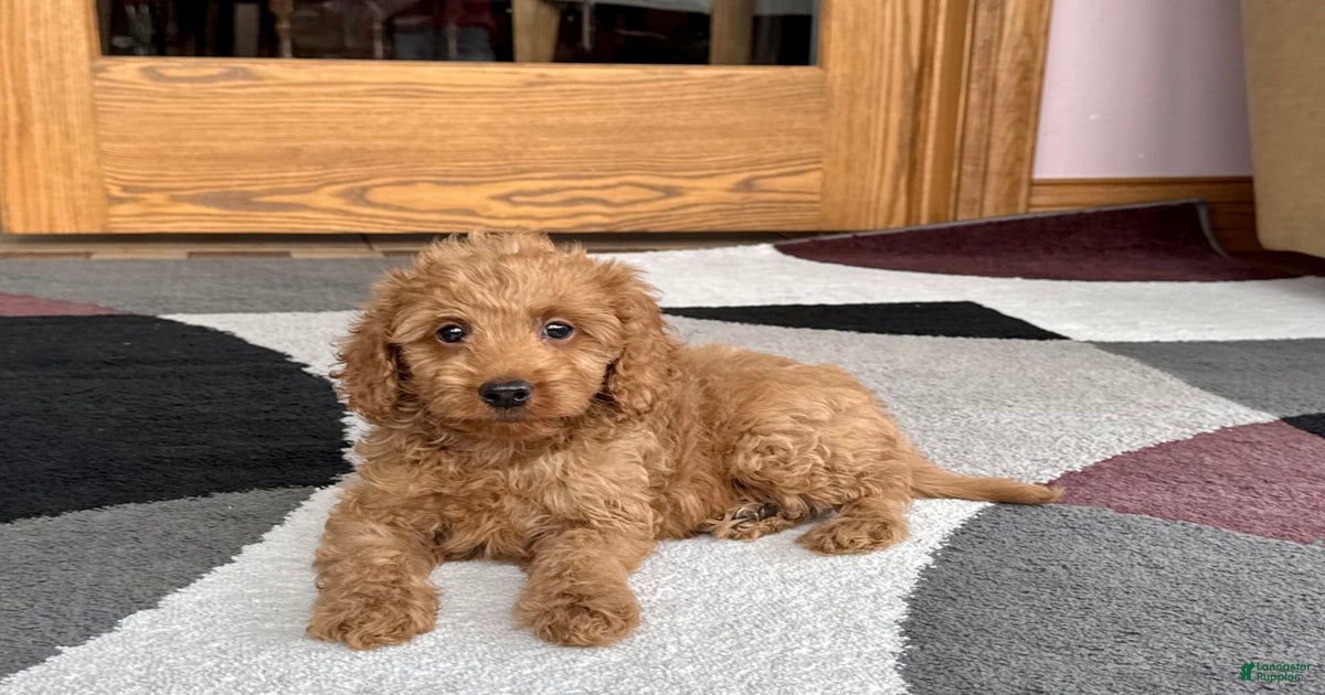 Cockapoo 2 puppies for sale in Nappanee | Lancaster Puppies