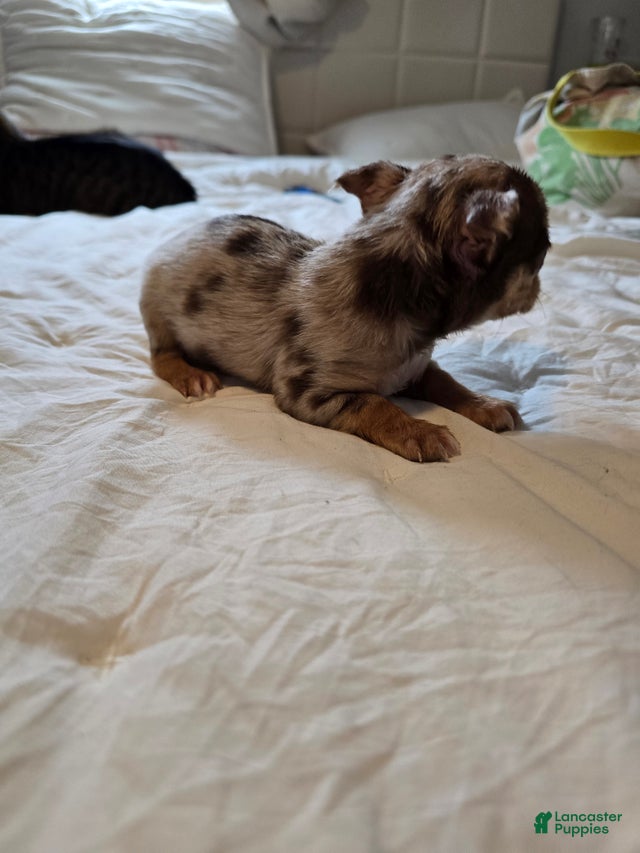 lynn for sale in Newark Valley | Lancaster Puppies