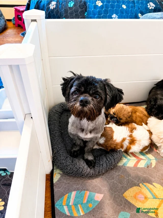 Caleb Shih Tzu for sale in Middletown | Lancaster Puppies