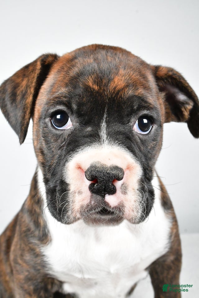 Amber for sale in Baltic | Lancaster Puppies