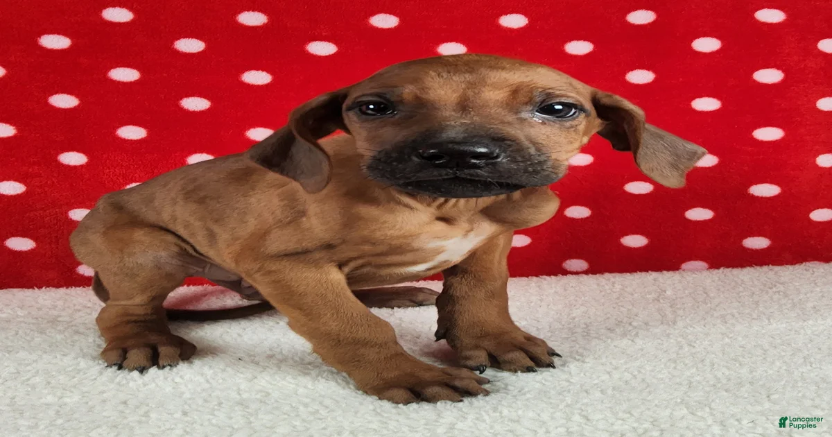 Toby for sale in Jonestown | Lancaster Puppies