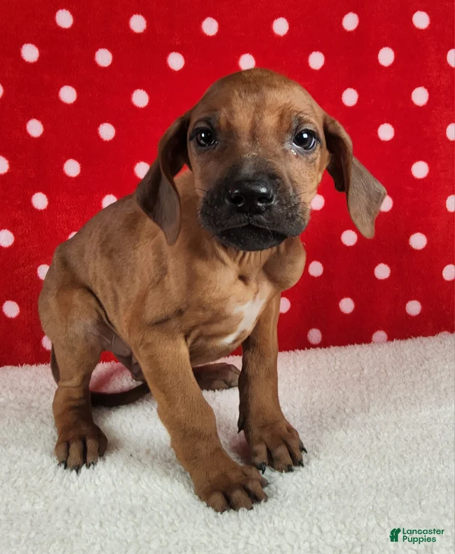 Toby for sale in Jonestown | Lancaster Puppies