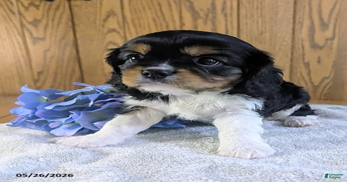 Marco Cavalier King Charles Spaniel for sale in Rushsylvania ...