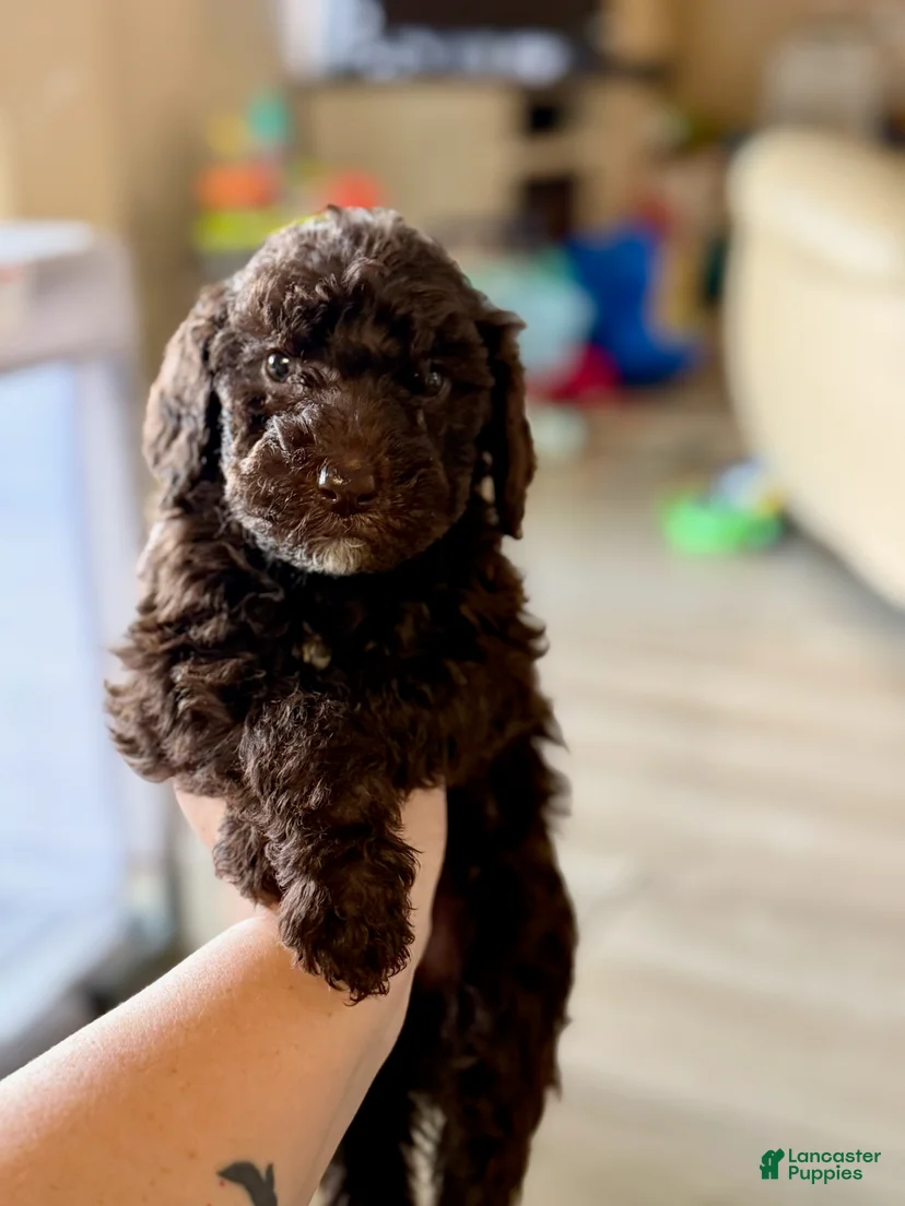 Hershey's Labradoodle for sale in Brownsville | Lancaster Puppies