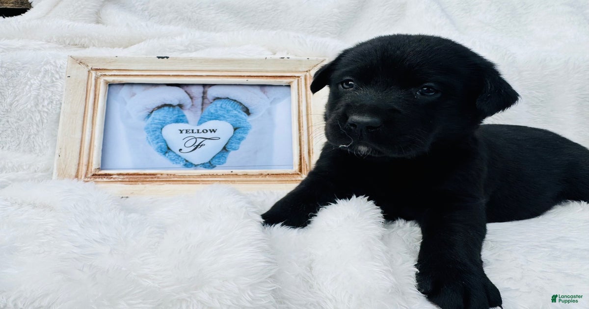 Labrador Retriever Yellow Collar for sale in Maysville | Lancaster Puppies