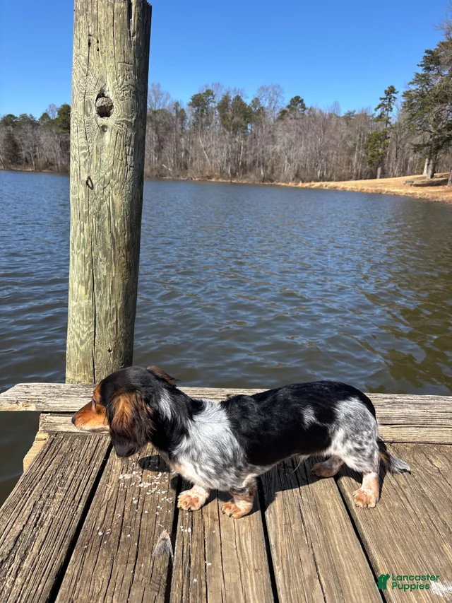 Snoopy Miniature Dachshund for sale in Remington | Lancaster Puppies