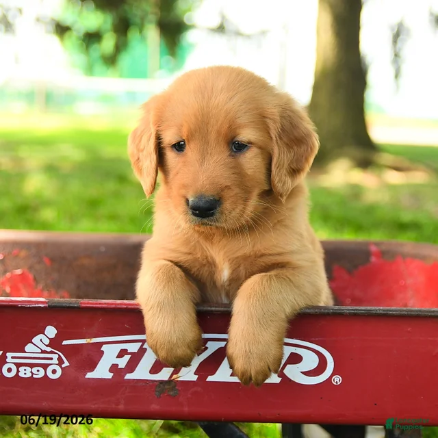 Chester Golden Retriever for sale in Gordonville | Lancaster Puppies