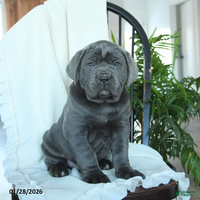 Apollo for sale in West Earl Township | Lancaster Puppies