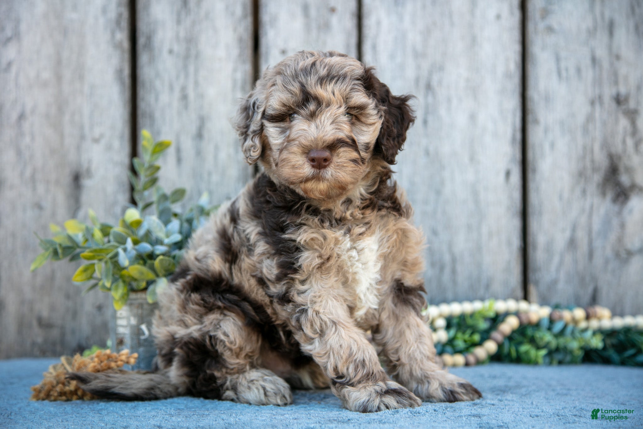 Portuguese Water Dog Puppies for sale | Lancaster Puppies