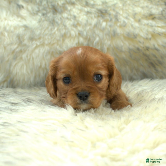 Paul for sale in Milton | Lancaster Puppies