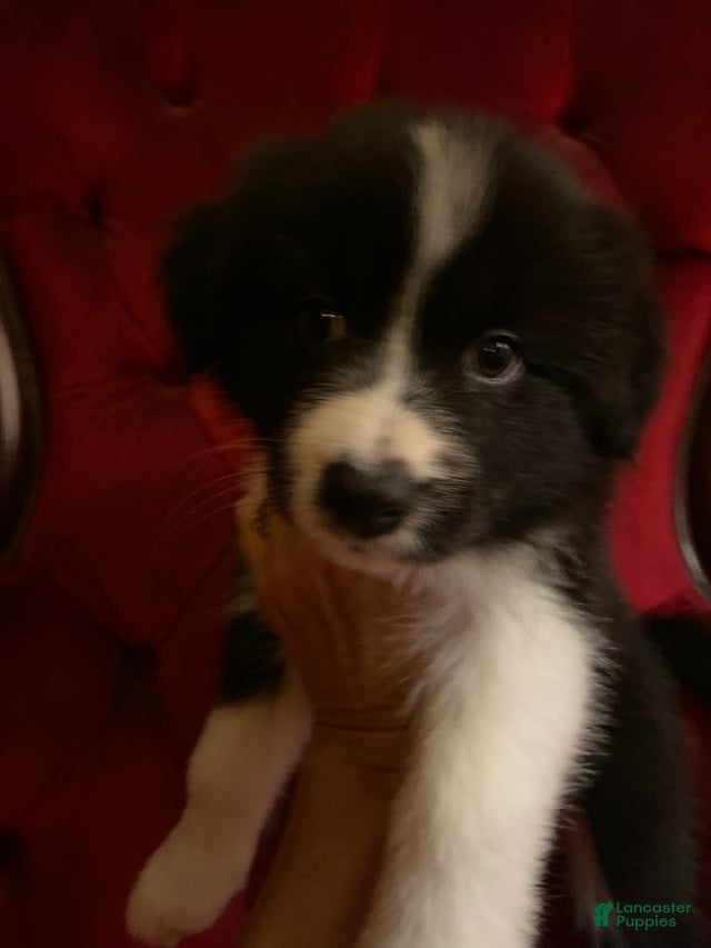 Mixed Breed Puppy 1 for sale in Sanford | Lancaster Puppies