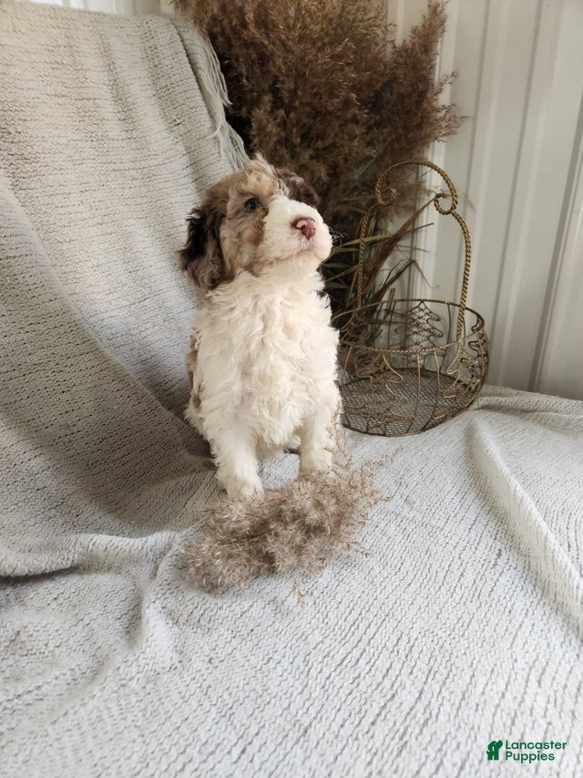 Leah for sale in Millersburg | Lancaster Puppies