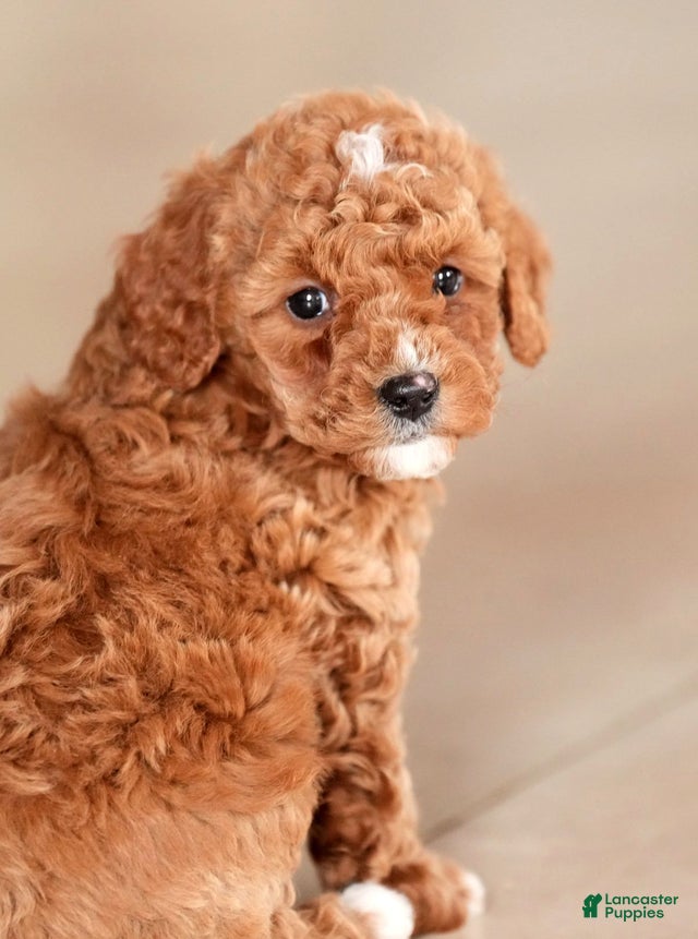 Joy for sale in Baltic | Lancaster Puppies