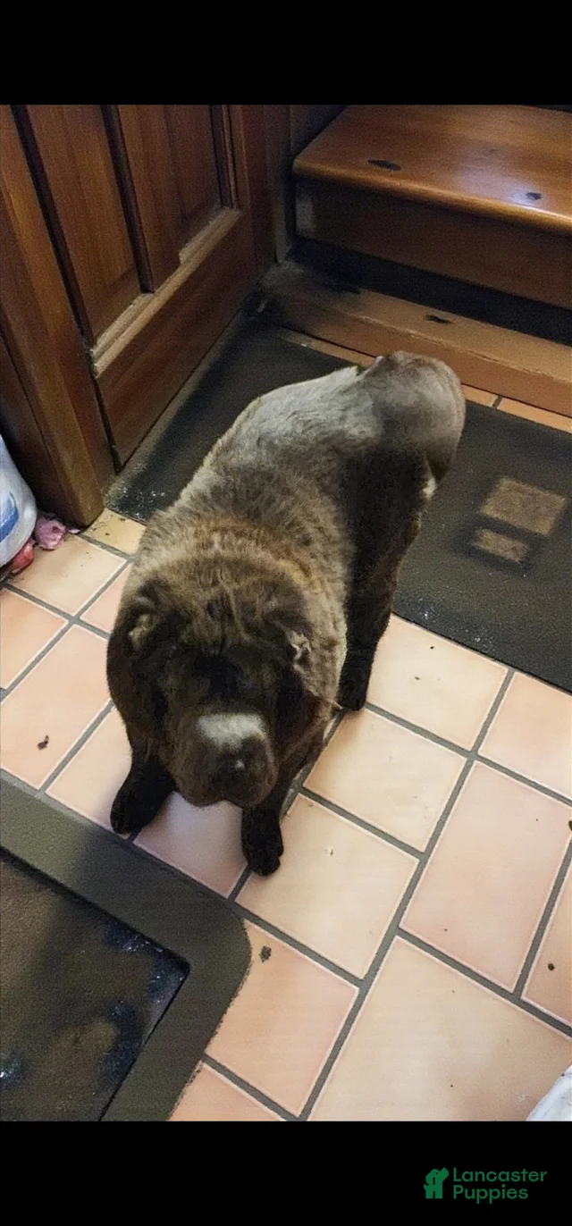 Blue bear mini Shar Pei for sale in Circleville | Lancaster Puppies