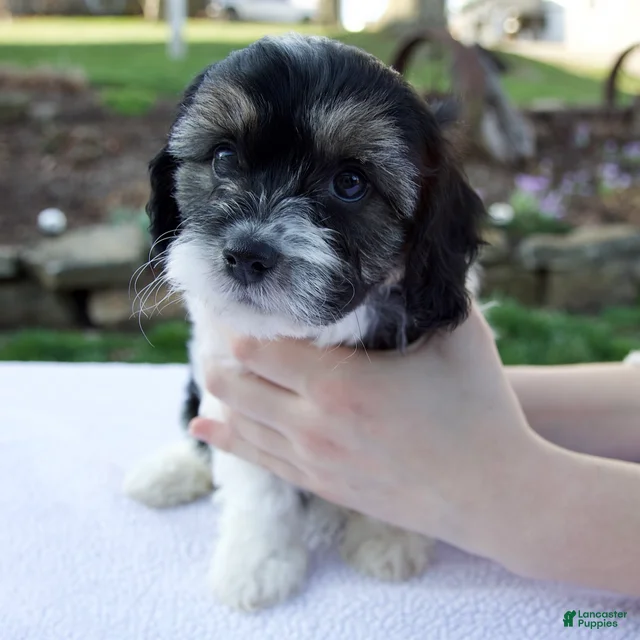 Ella Cavapoo for sale in Dundee | Lancaster Puppies