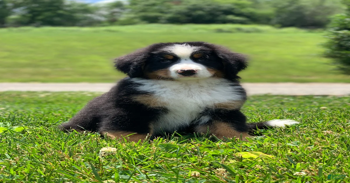 Puppies for sale in Ohio | Lancaster Puppies