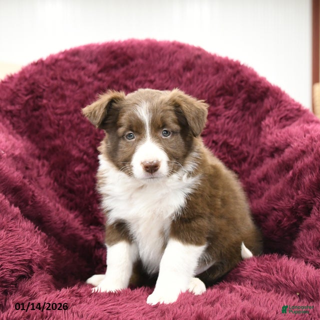 Willow for sale in East Earl | Lancaster Puppies