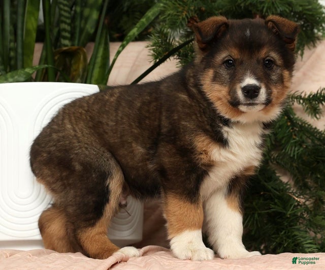 Zeke for sale in Millersburg | Lancaster Puppies