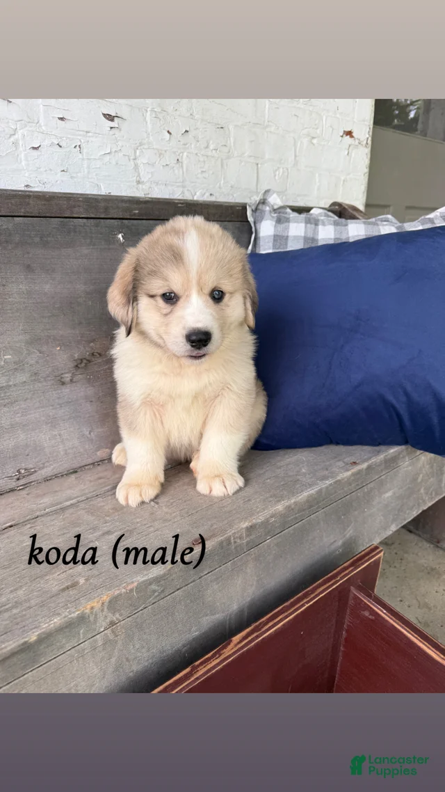 Mixed Breed Puppy 2 Mixed Breed for sale in Hillsboro | Lancaster Puppies
