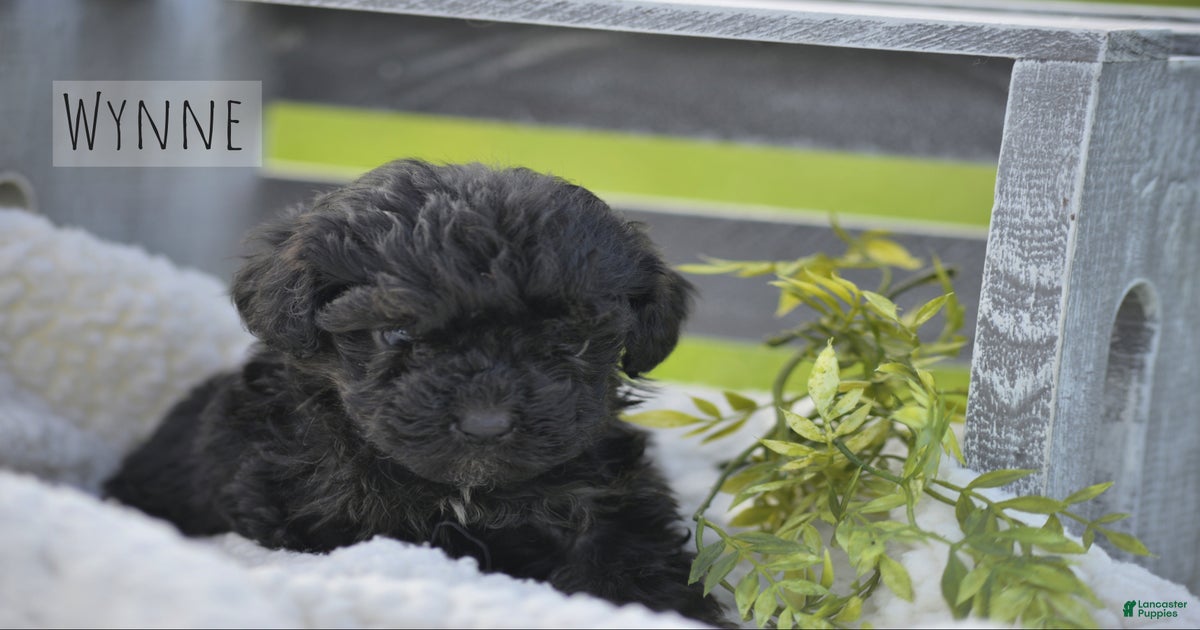Wynne for sale in Palmyra | Lancaster Puppies