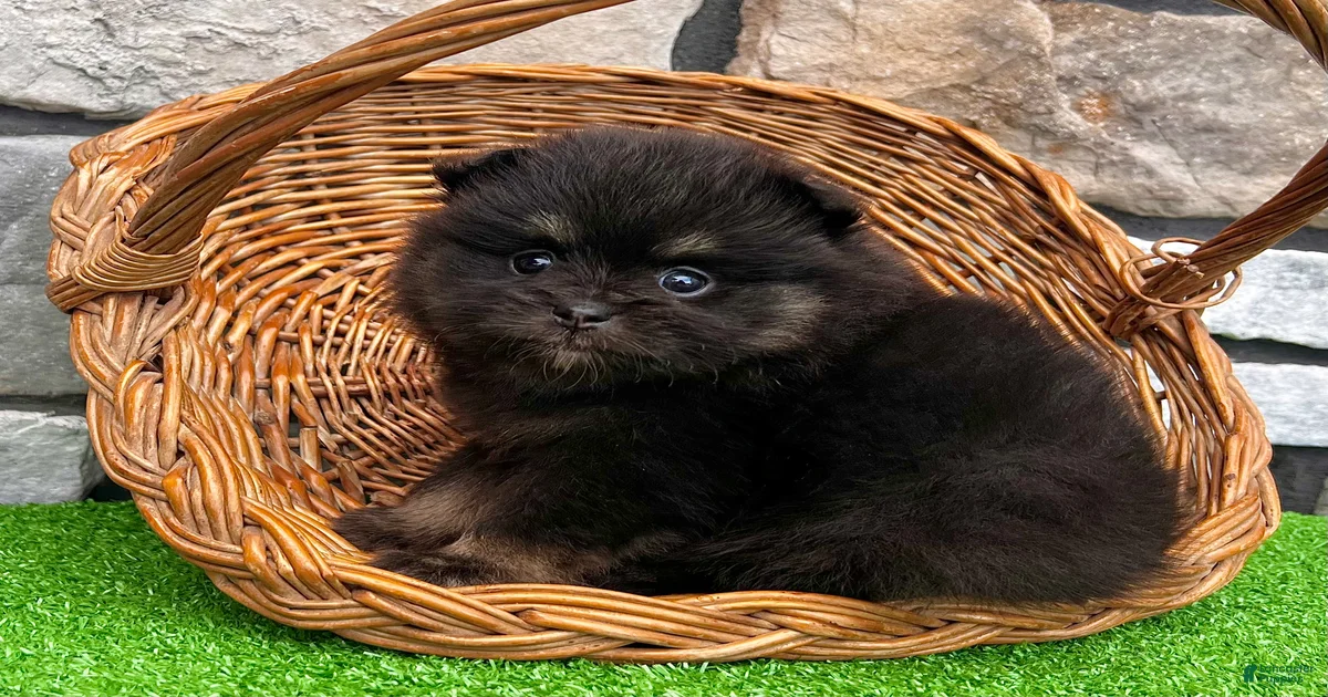 Black Pomeranian Puppies for sale | Lancaster Puppies